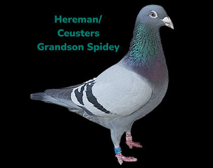 Stock Birds | Northern Gold Coast | Hudson Lofts